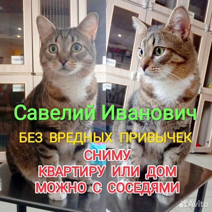 Котик камышовый в добрые руки