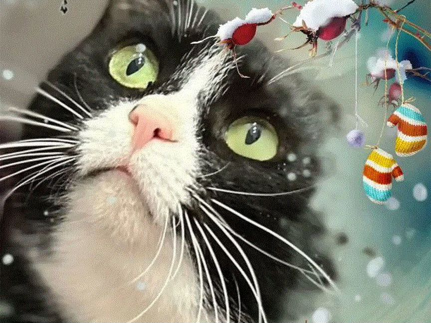 Ласковая лапонька миленькая кошечка ищет дом