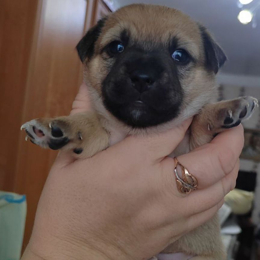 Щенок в добрые руки бесплатно