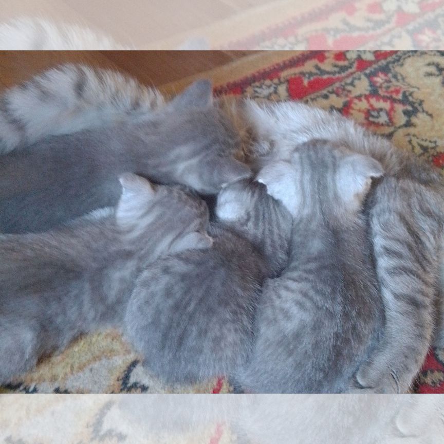 Шотландский вислоухий короткошёрстный котёнок