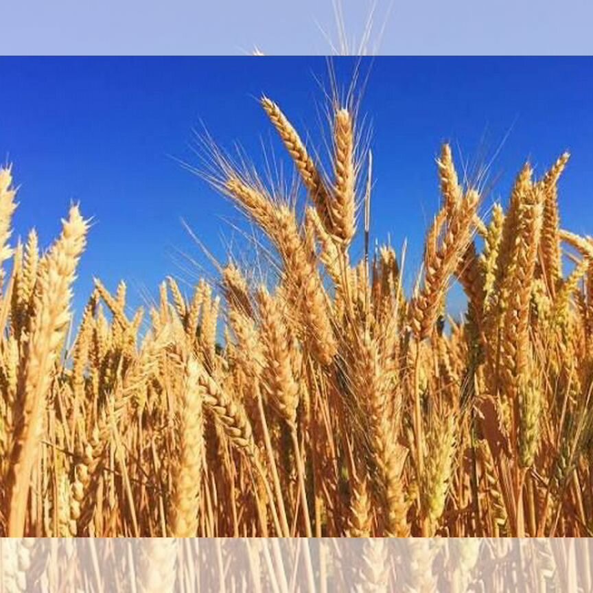 Овес пшеница