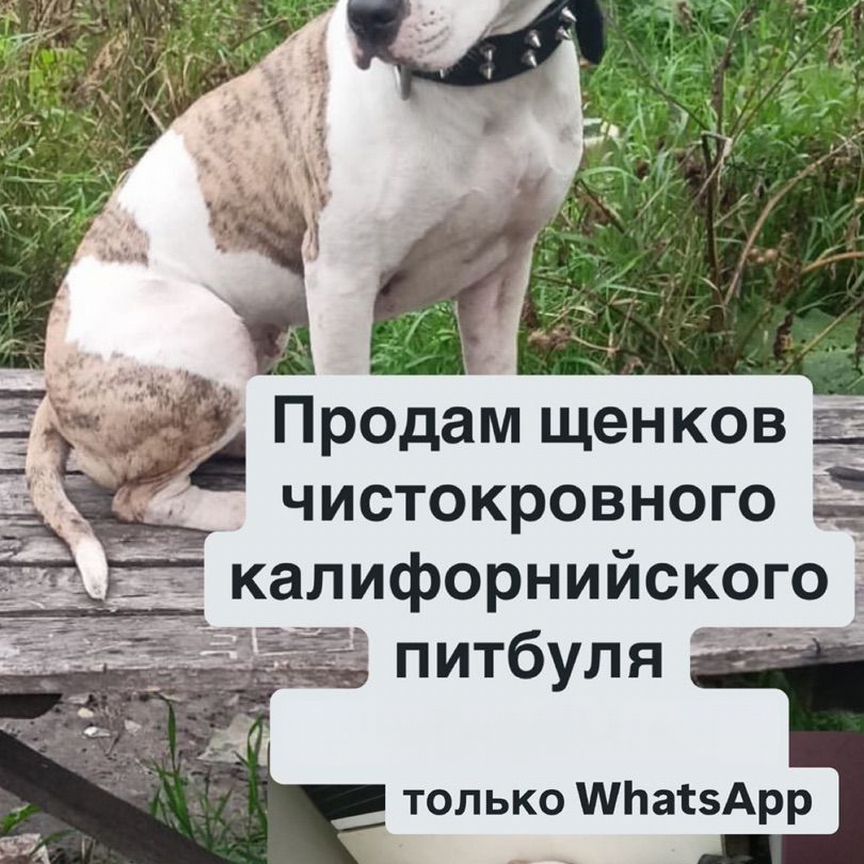 Продаются щенки калифорнийского питбуля