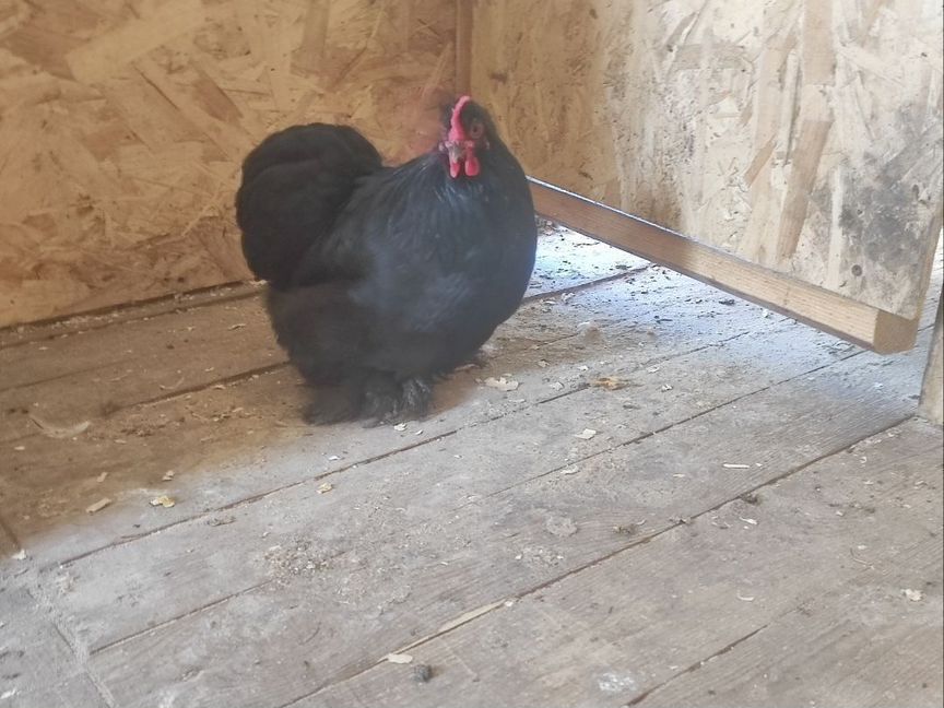 Куры петухи