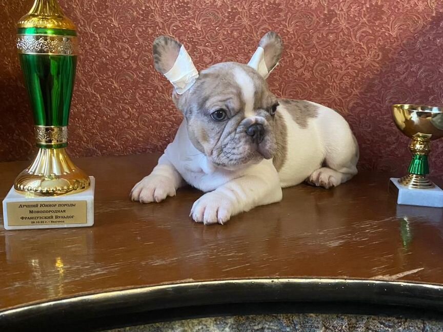 Щенки французского бульдога