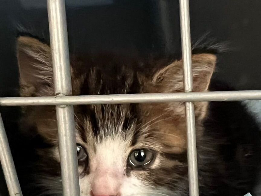 Дворовый котенок мальчик ищет дом