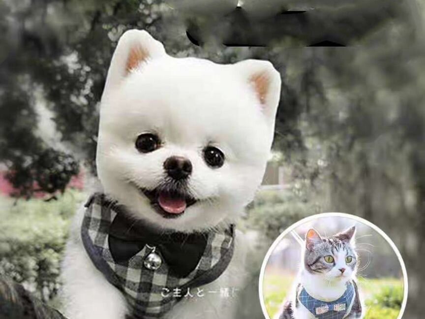 Шлейка для маленькой собаки