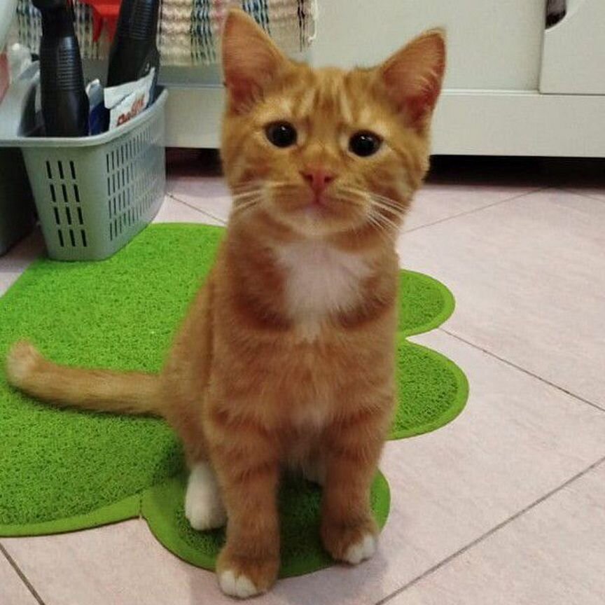 Котенок в добрые руки