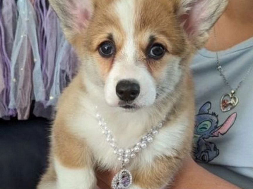 Вельш корги пемброк щенки