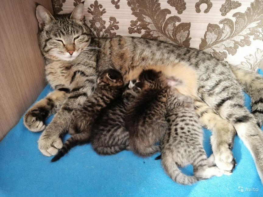 Котята сибирские камышёвые