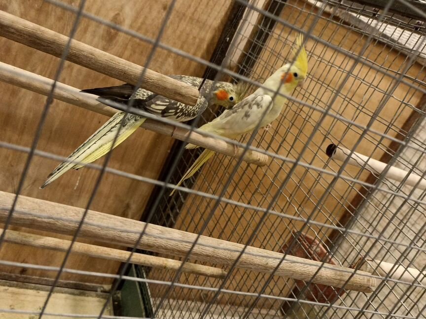 Попугай корелла