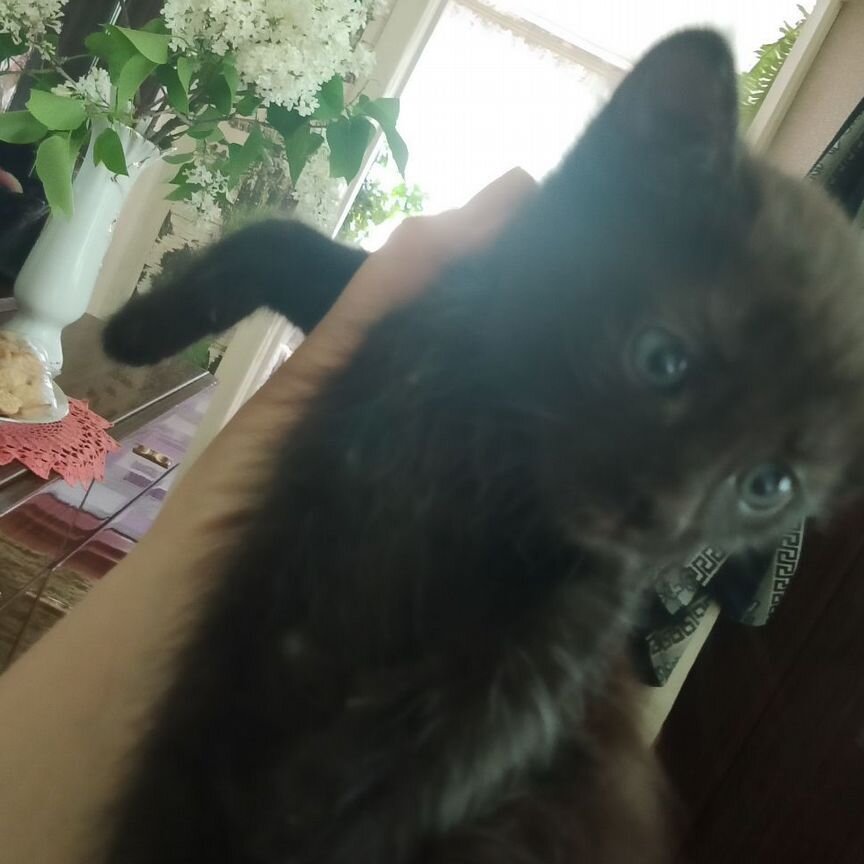 Котёнок от частного владельца