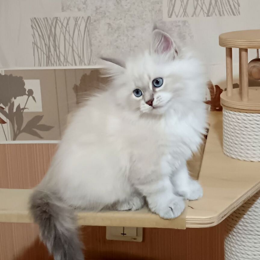 Голубоглазые красотки