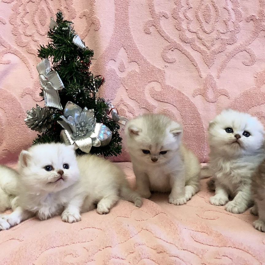 Шотландские котята