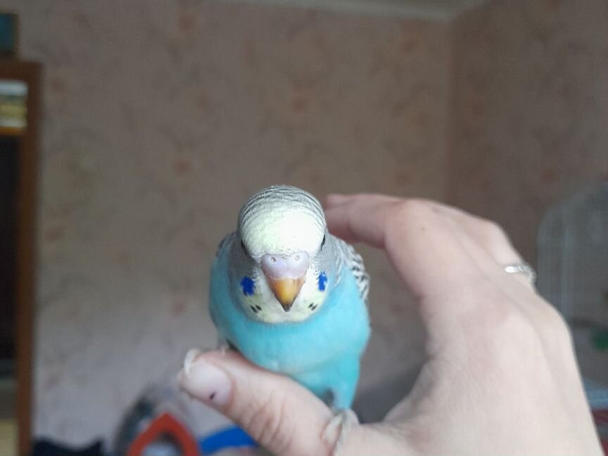 Птенец докормыш