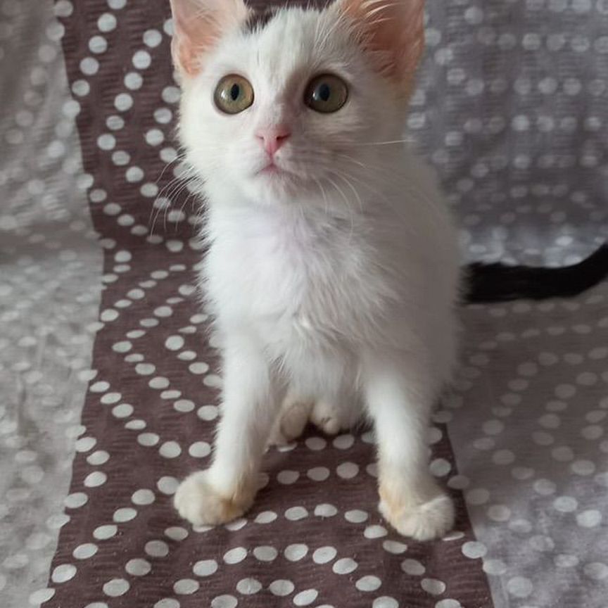 Котята в добрые руки даром