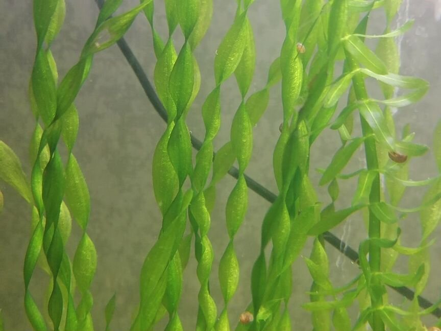 Аквариумные растения