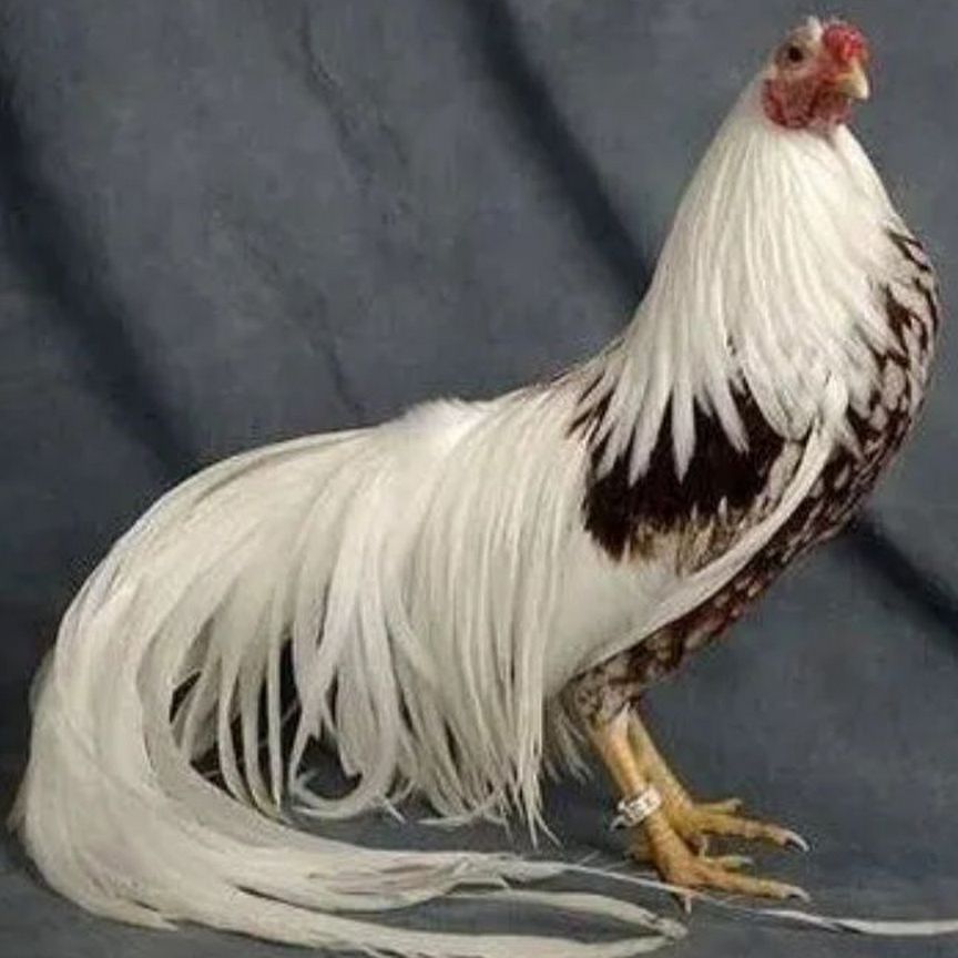 Яйцо инкубационное йокогама декоративное