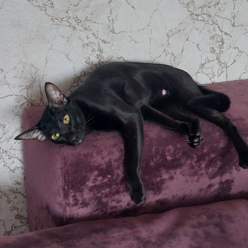 Ищу кота для вязки. Породы ориентал