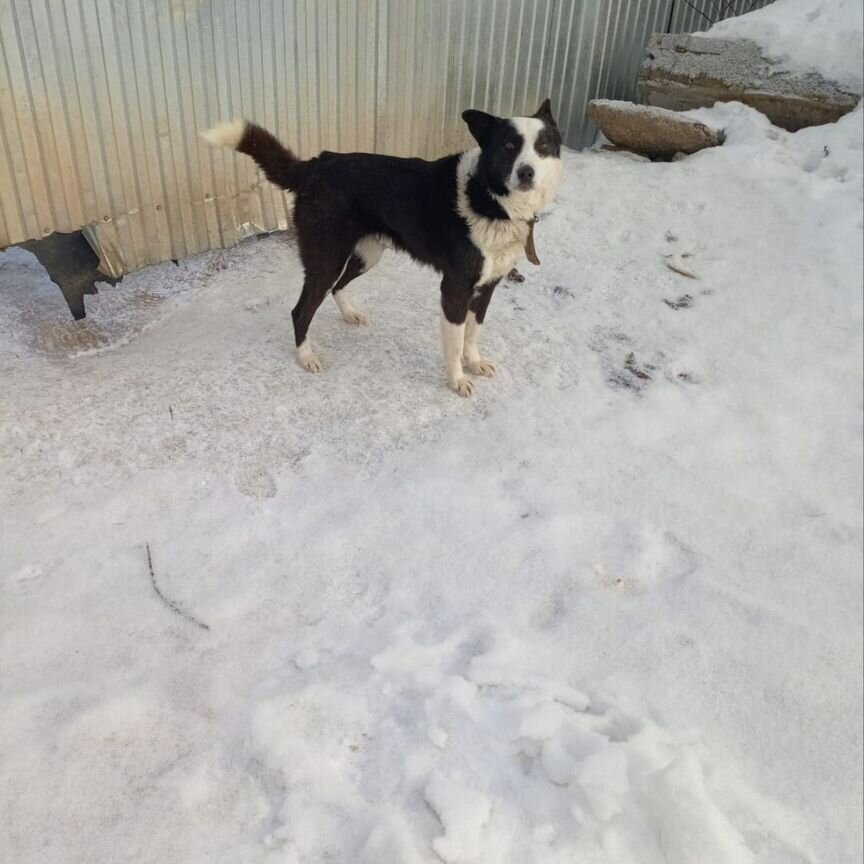 Собака в отлове