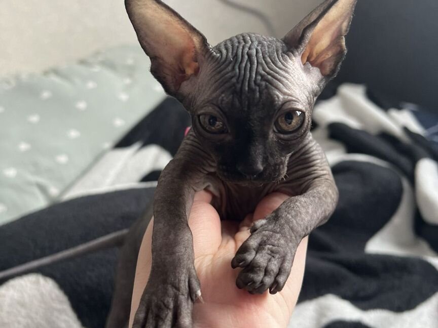 Сфинксы котята