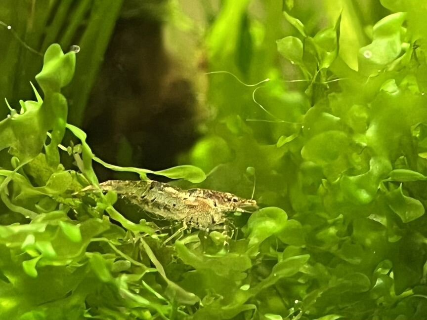 Аквариумные креветки