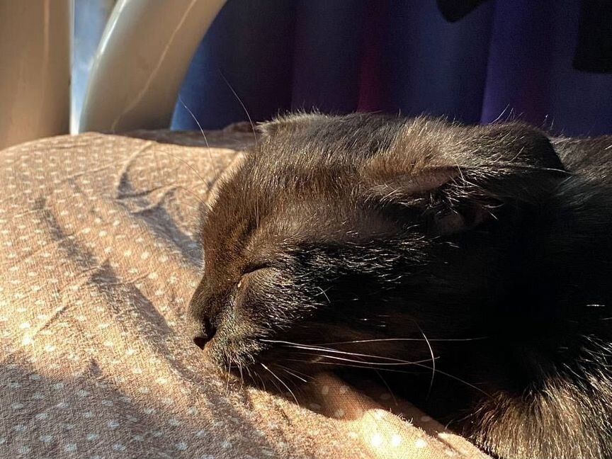 Черный кот вислоухий