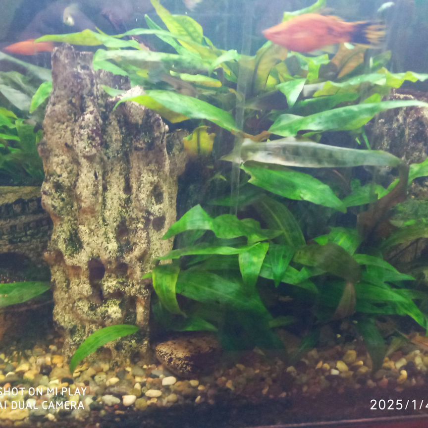 Растения для аквариума отдам бесплатно