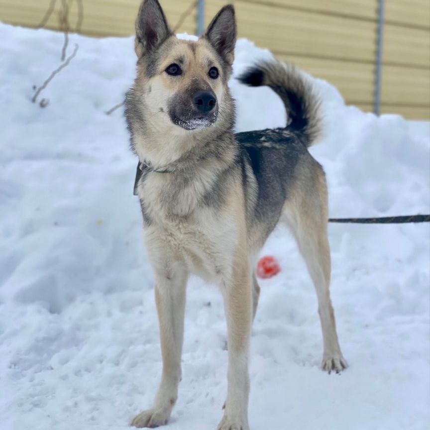 Взрослая собака в добрые руки