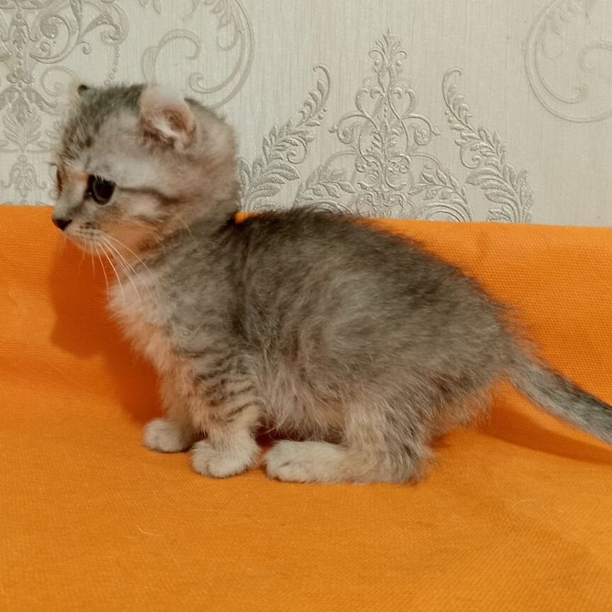 Кинкалоу