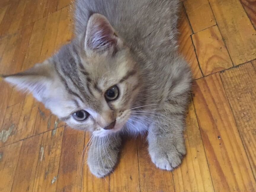 Шатланские котята