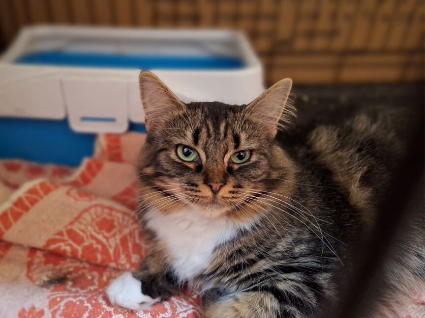 Самая грустная кошка