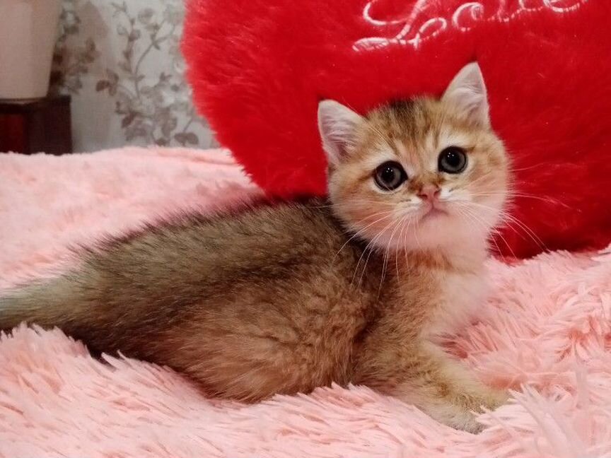 Шиншилловые золотые котята скоттиш страйт