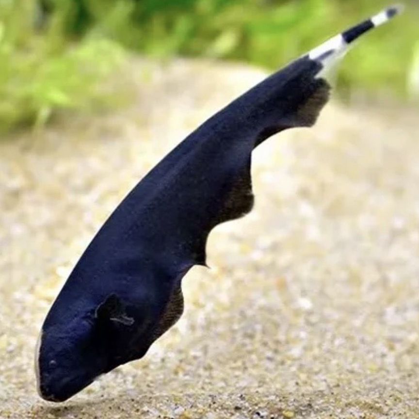 Рыба нож (Apteronotus аlbifrоus )