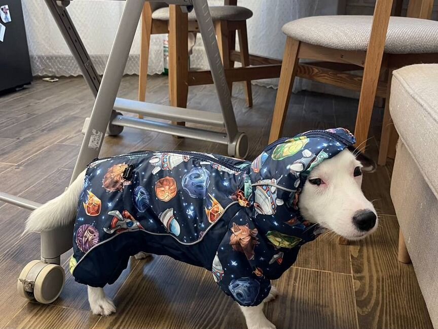 Зимний комбинезон для собак размер S joy jack