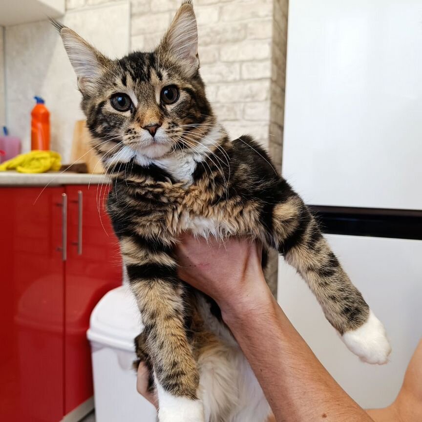 Мейн-кун кошка