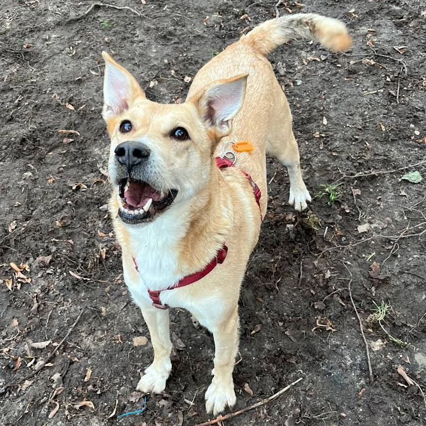 Взрослый пёс в добрые руки