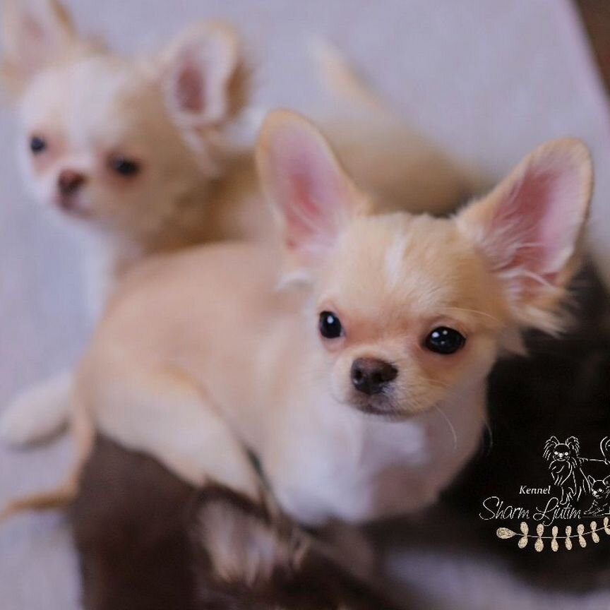 Чихуахуа, щенок