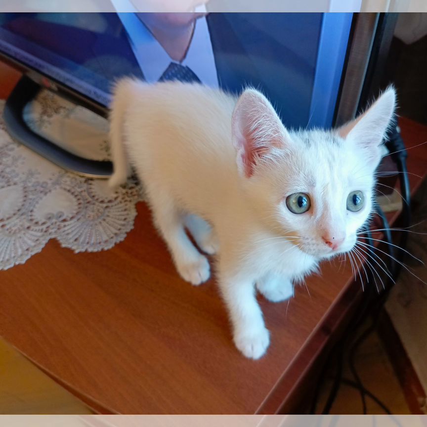 Белый котёнок