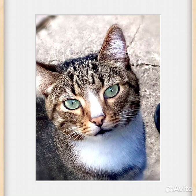 Зеленоглазый красотун в добрые руки