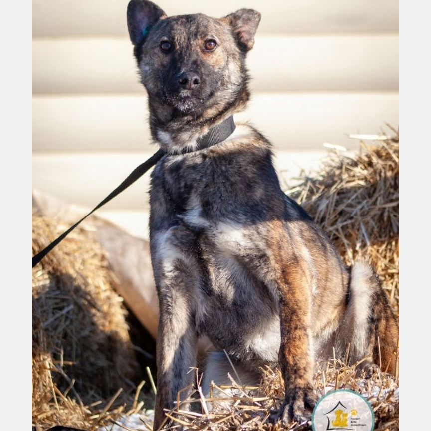 Мара