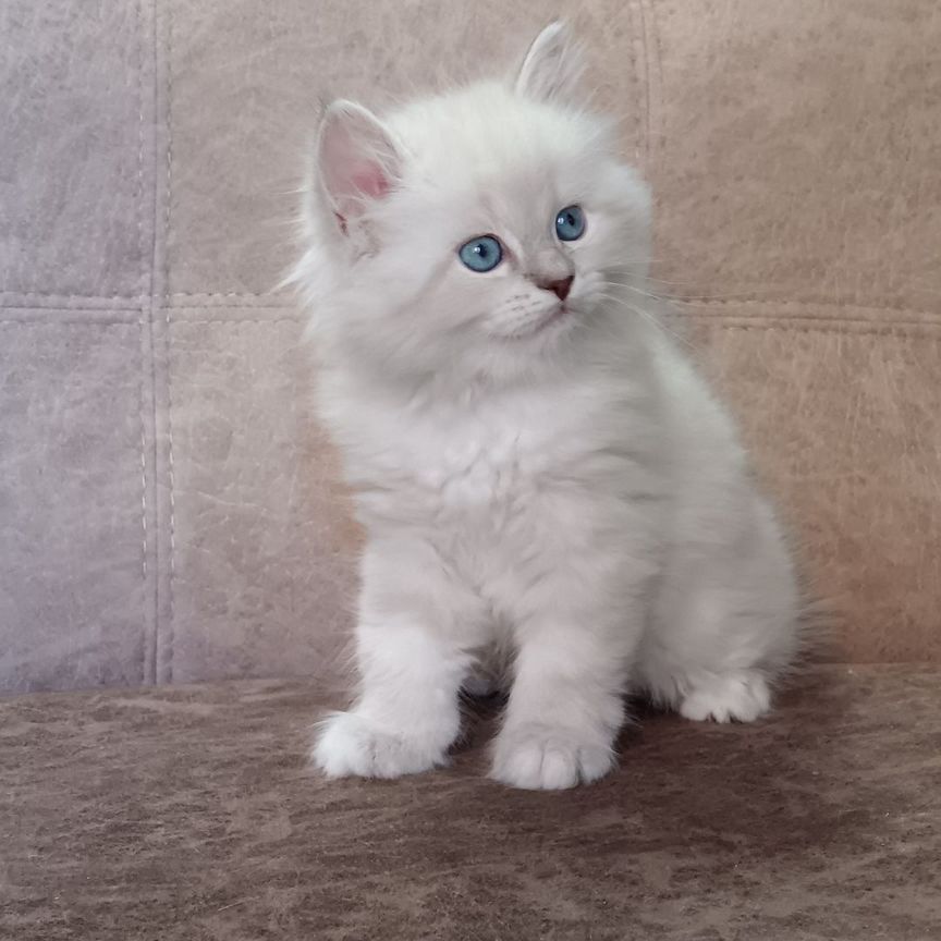 Невская маскарадная