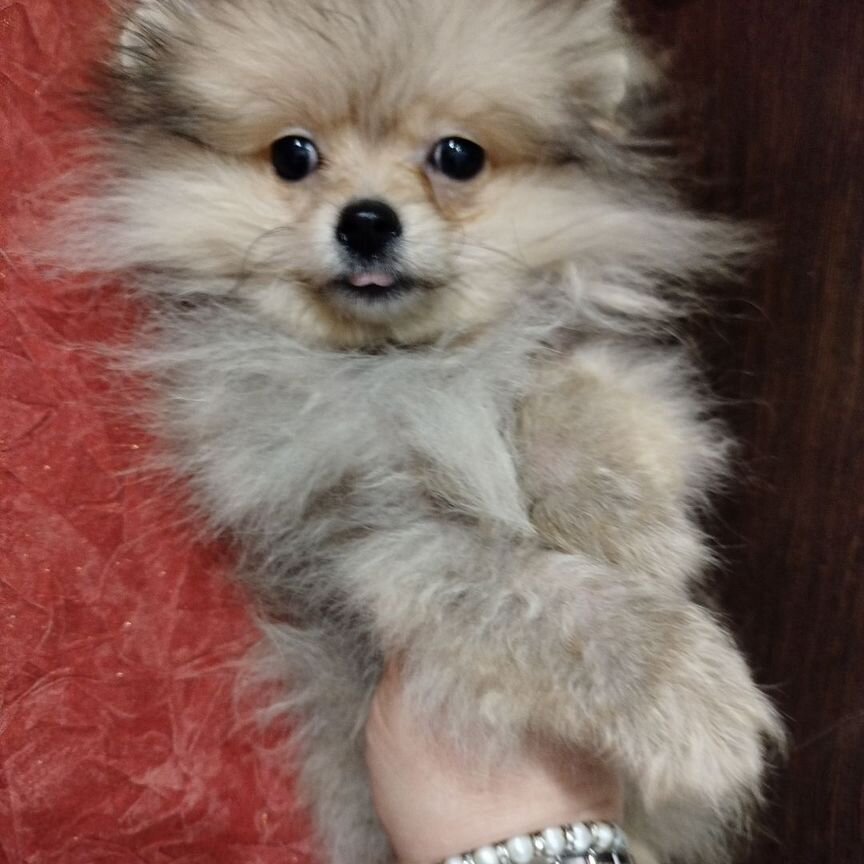 Померанский шпиц мини