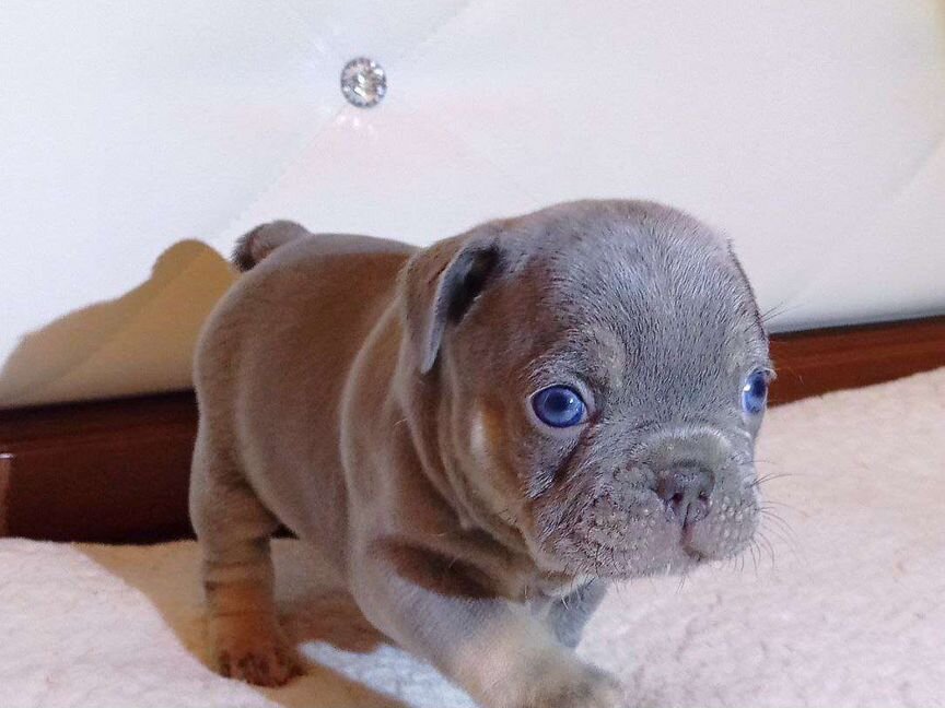 Французский бульдог щенки лиловый