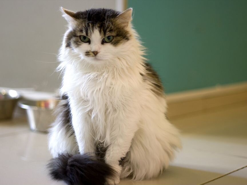 Пушистое чудо по имени Люся