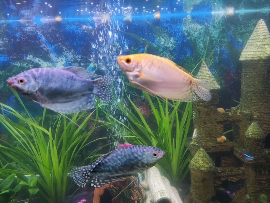 Гурами мраморные