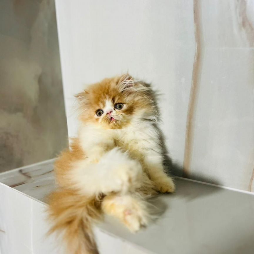 Персидский котик
