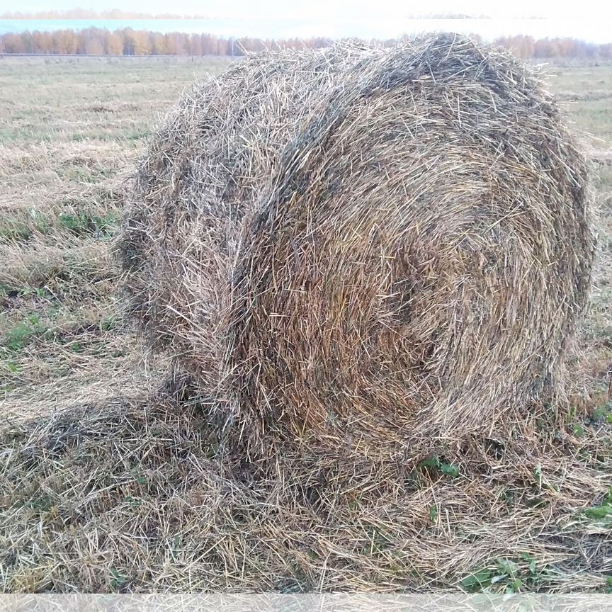 Солома овсяная