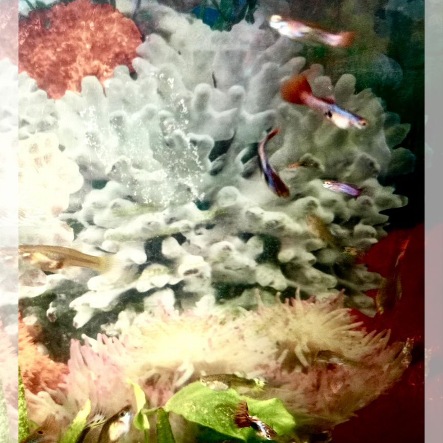 Рыбки гуппи