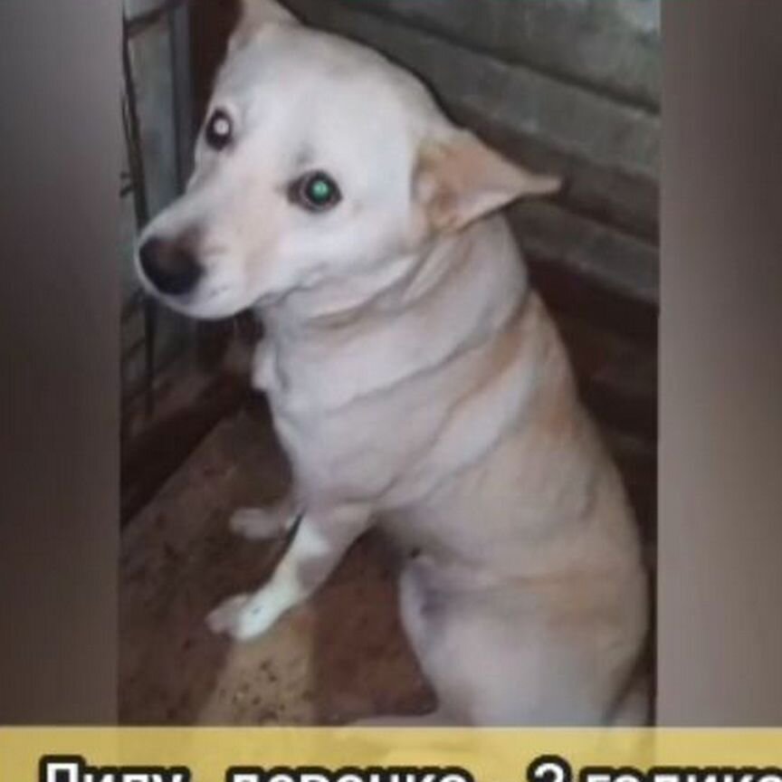 Взрослая собака в добрые руки