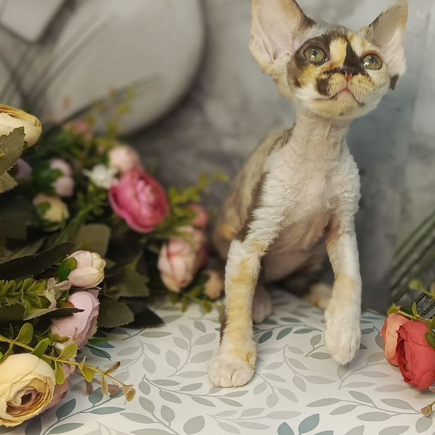 Девон-рекс котёнок